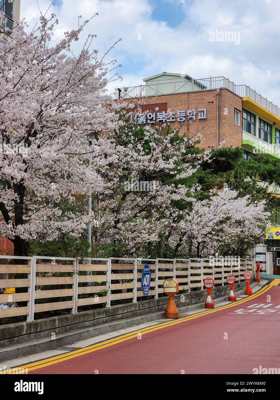 Gangnam-gu, Seoul, South Korea - Cherry blossoms in full bloom on the ...