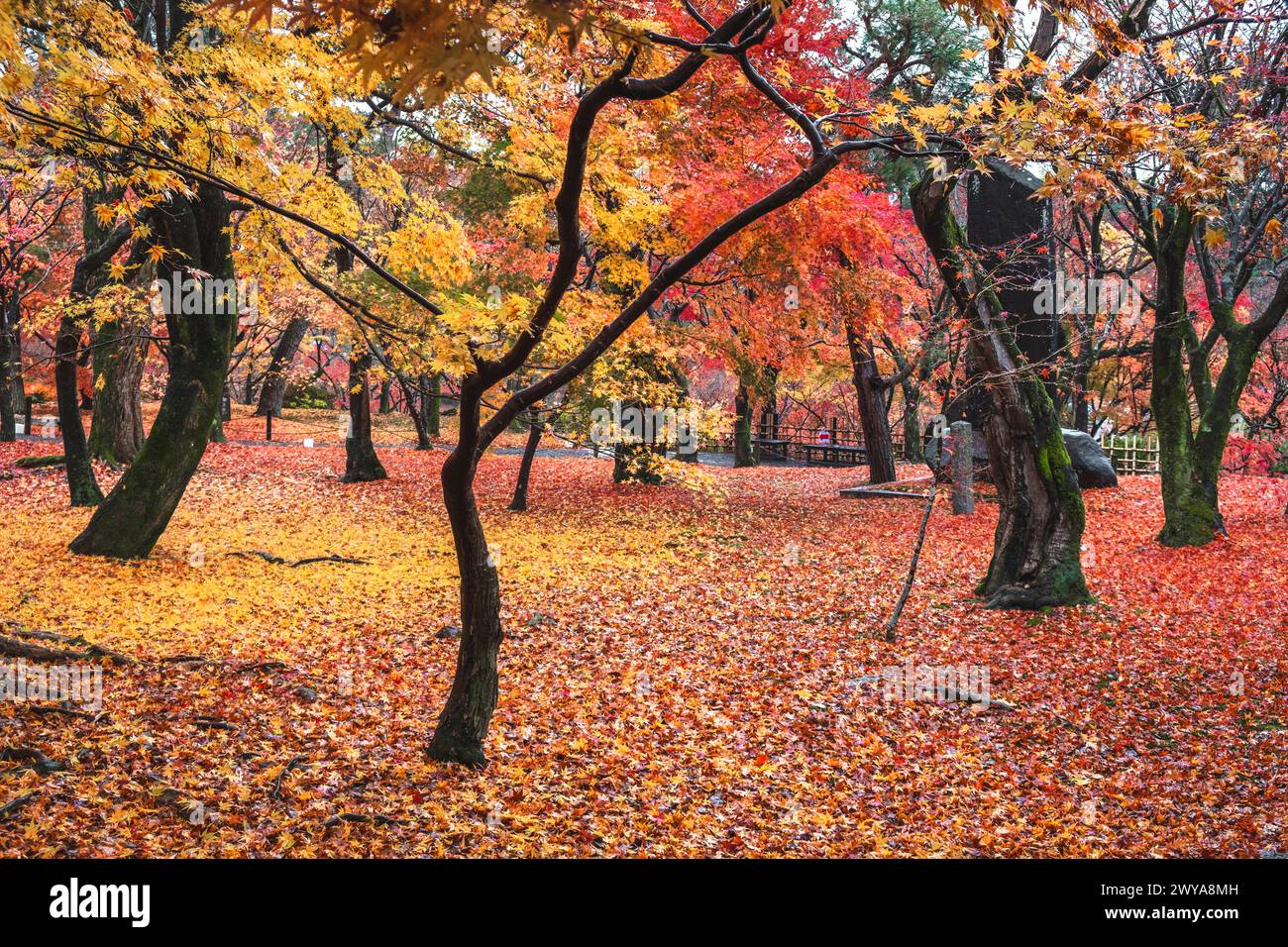 Tofuku-ji Buddhist Temple garden with autumn colors and foliage, Kyoto ...