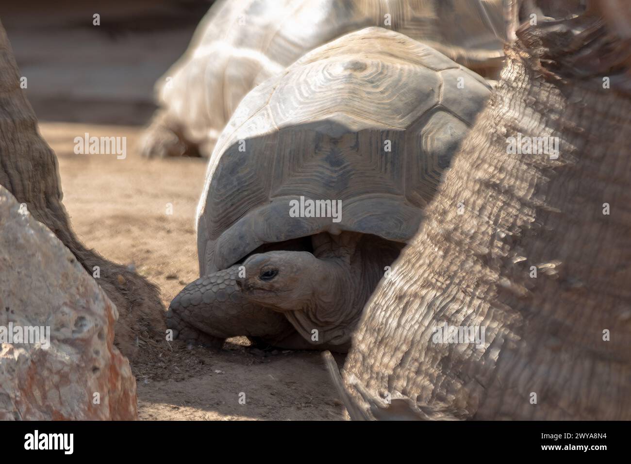 Resilience emblem hi-res stock photography and images - Alamy