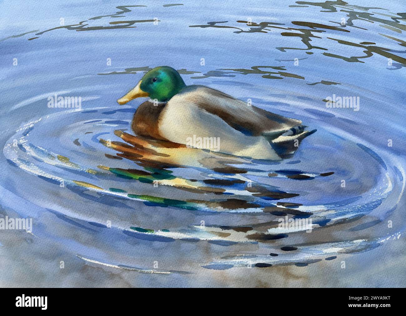A duck swimming in water realistic watercolor illustration Stock Photo ...