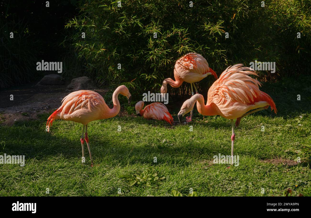 Pink Flamingo at Frankfurt Zoo, sunset time. walk in Frankfurt ...