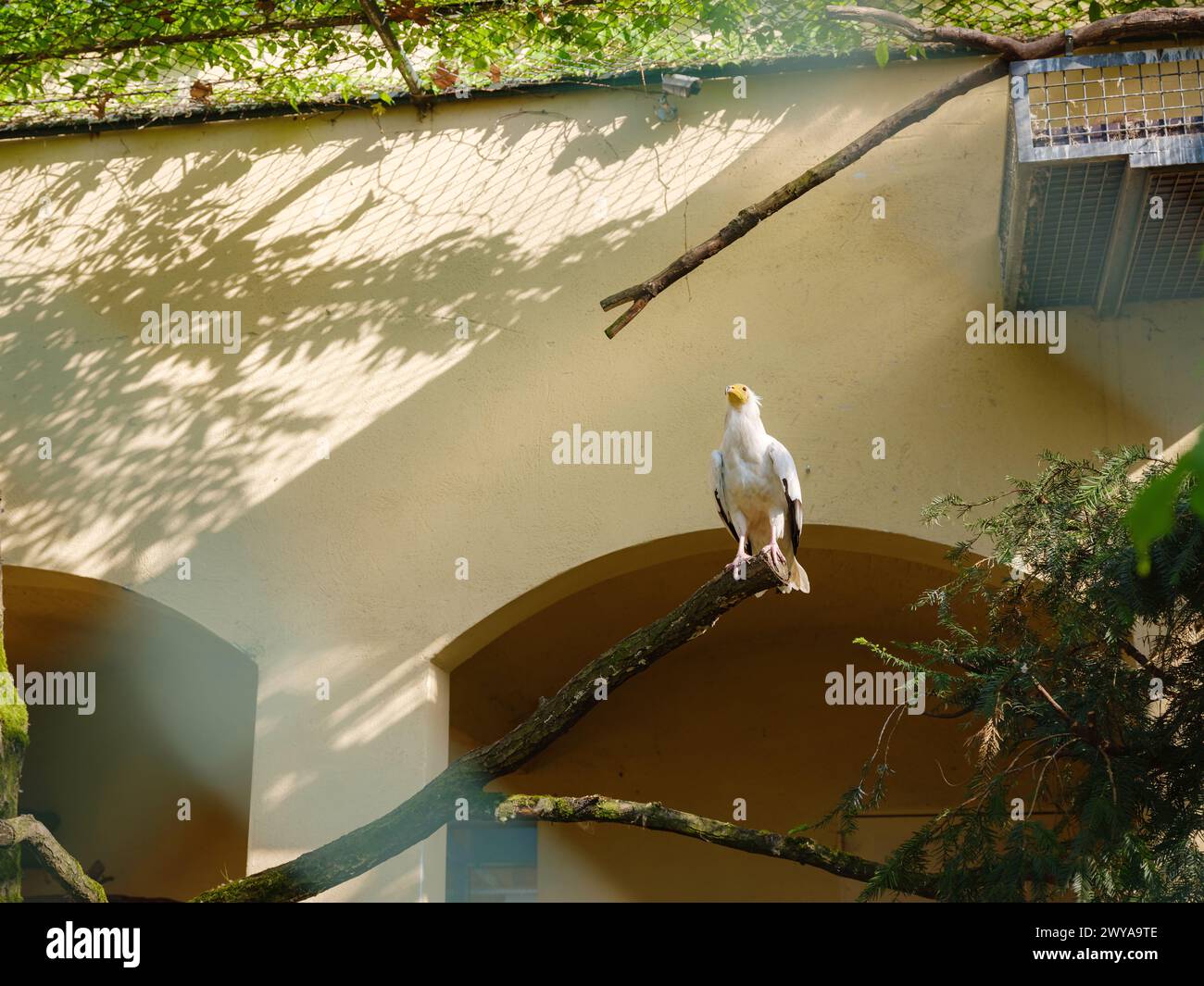 large bird of prey in the zoo aviary, walk in Frankfurt Zoological ...