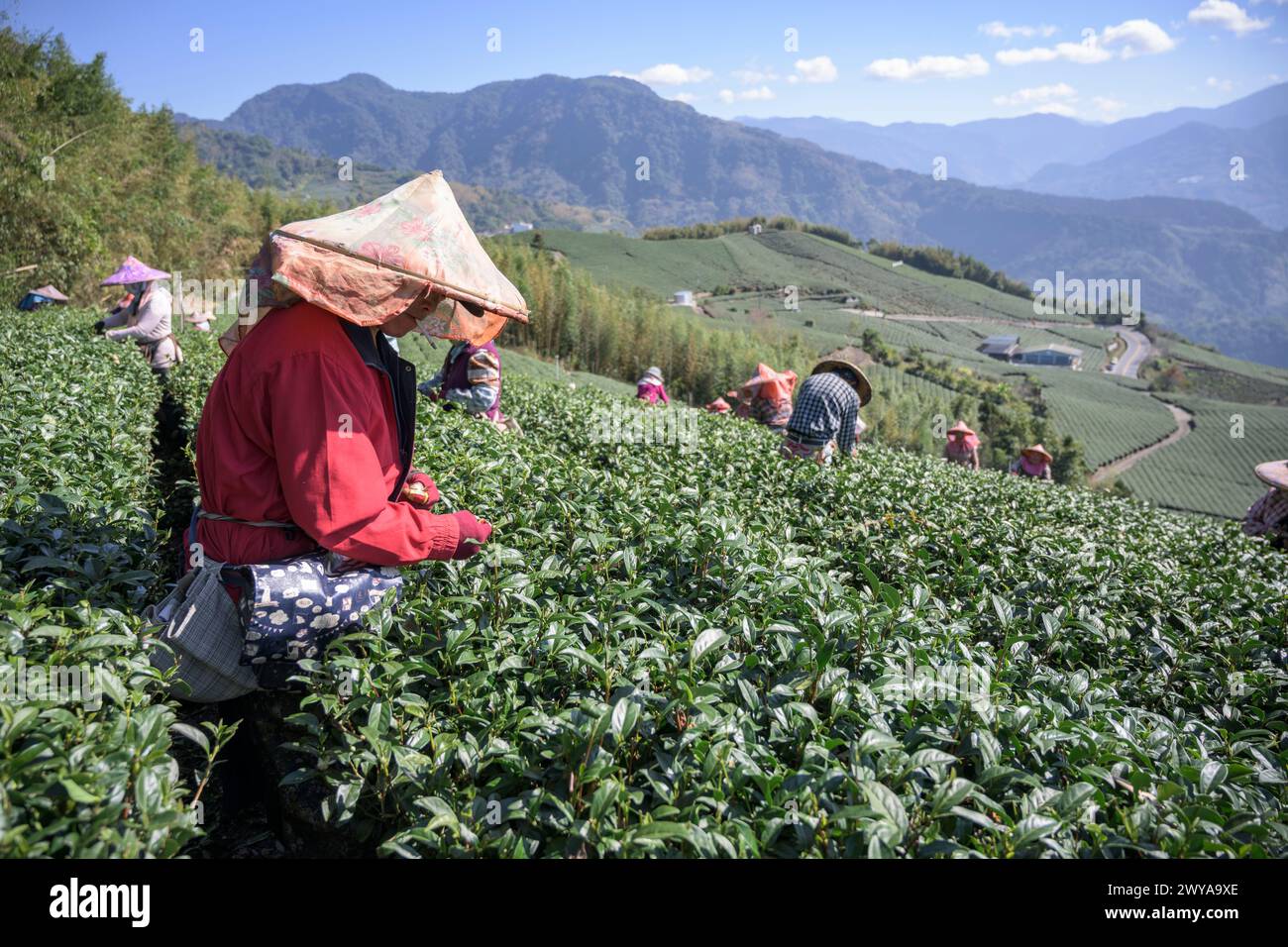 A middle age tea picker in traditional attire harvesting leaves in a ...