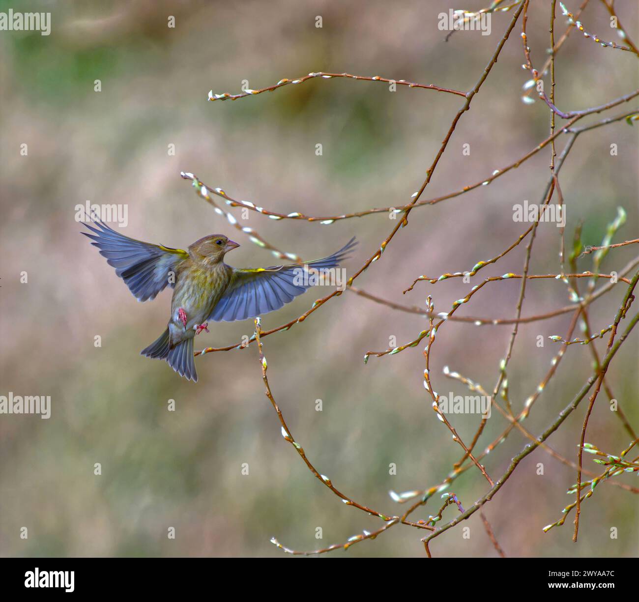 Landscape format of finches at seed feeder hi-res stock photography and ...