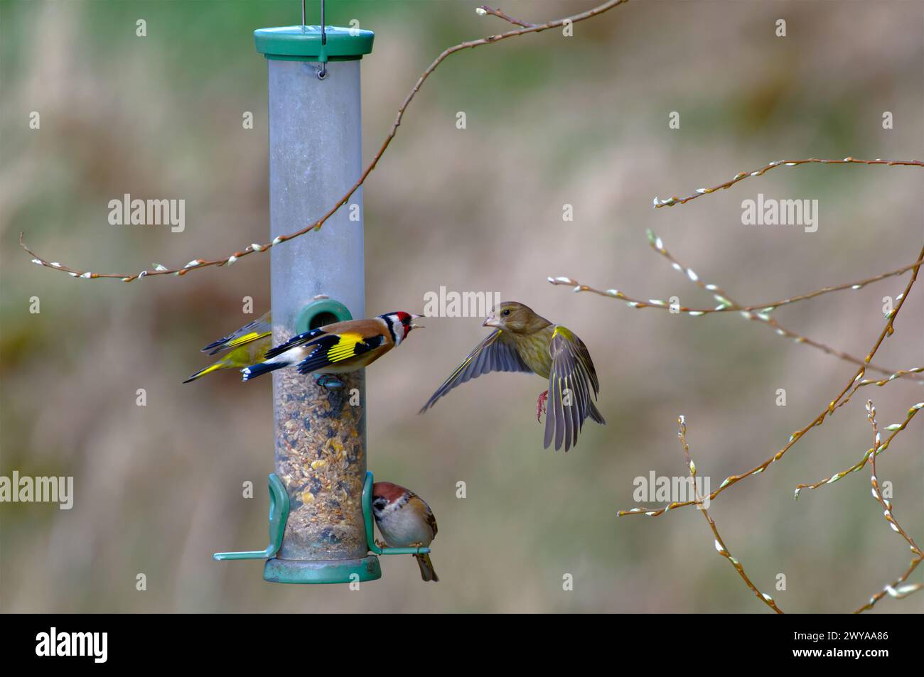 Eurasian goldfinch in flight hi-res stock photography and images - Alamy