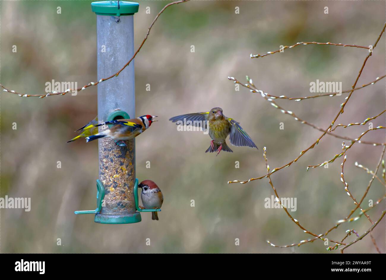 Landscape format of finches at seed feeder hi-res stock photography and ...