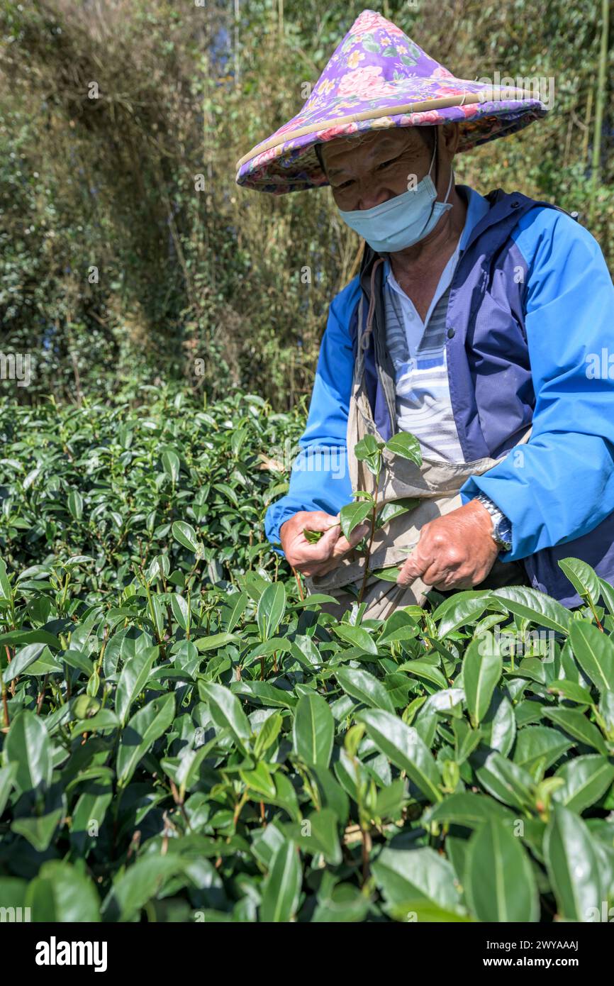 A middle age tea picker in traditional attire harvesting leaves in a ...