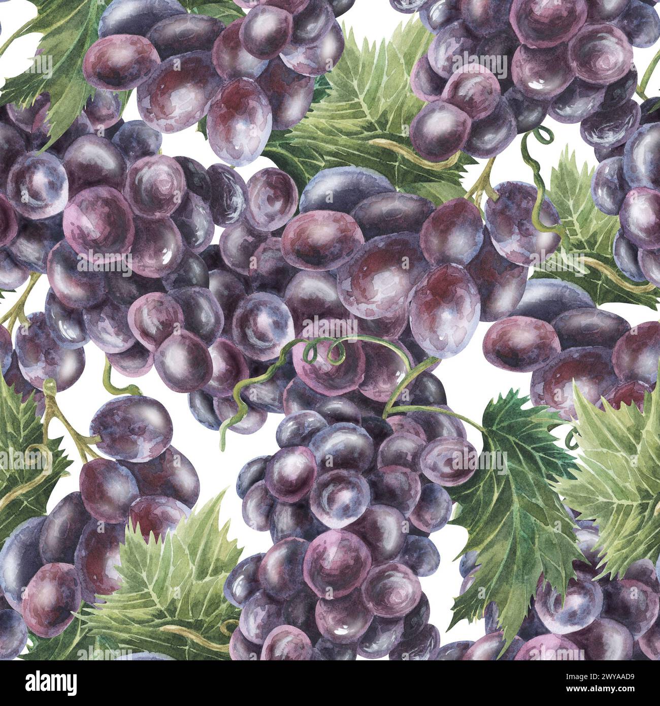 Purple blue grapes, watercolor, seamless pattern. Hand drawn. For ...