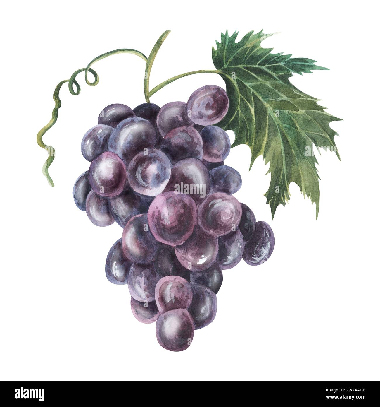 Han drawn watercolor fruit grapes branch isolated on white background ...