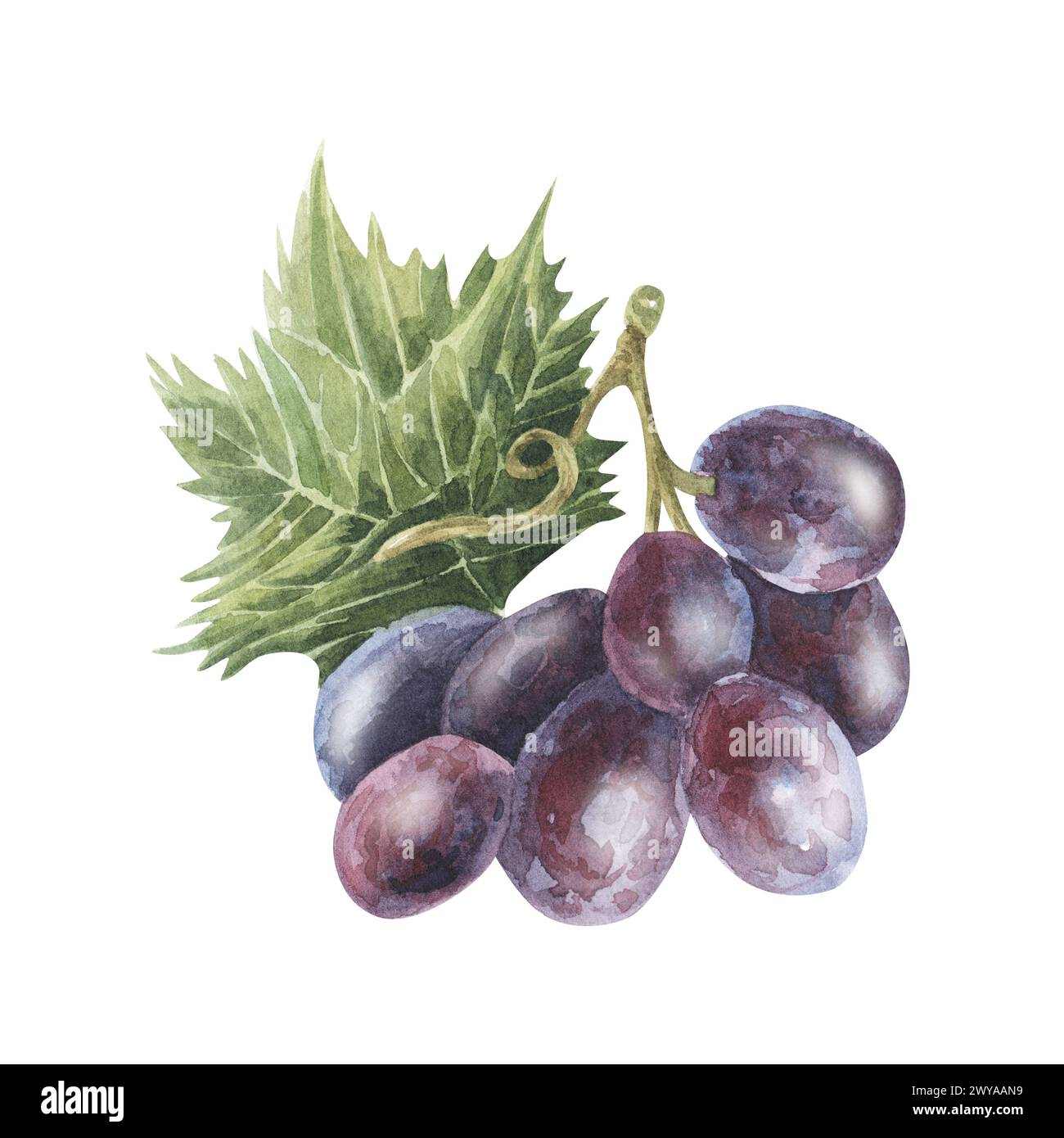 Han drawn watercolor fruit grapes branch isolated on white background ...