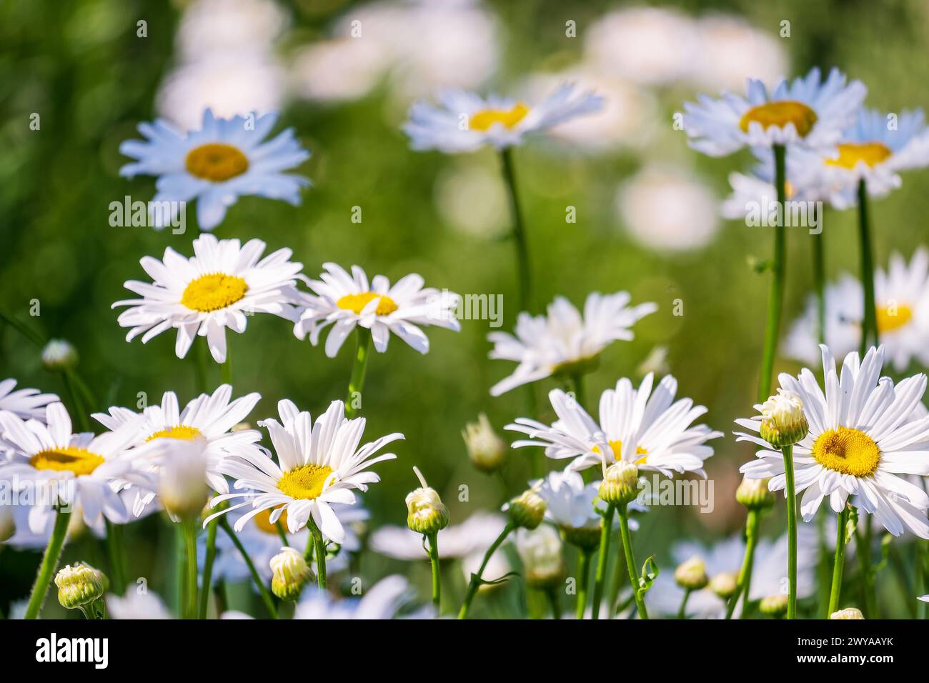 Lots of bright white flowers, ox-eye daisy, oxeye daisy, dog daisy ...