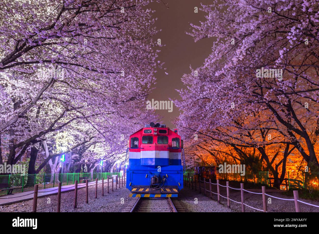 Cherry blossom and train in spring at night It is a popular cherry ...