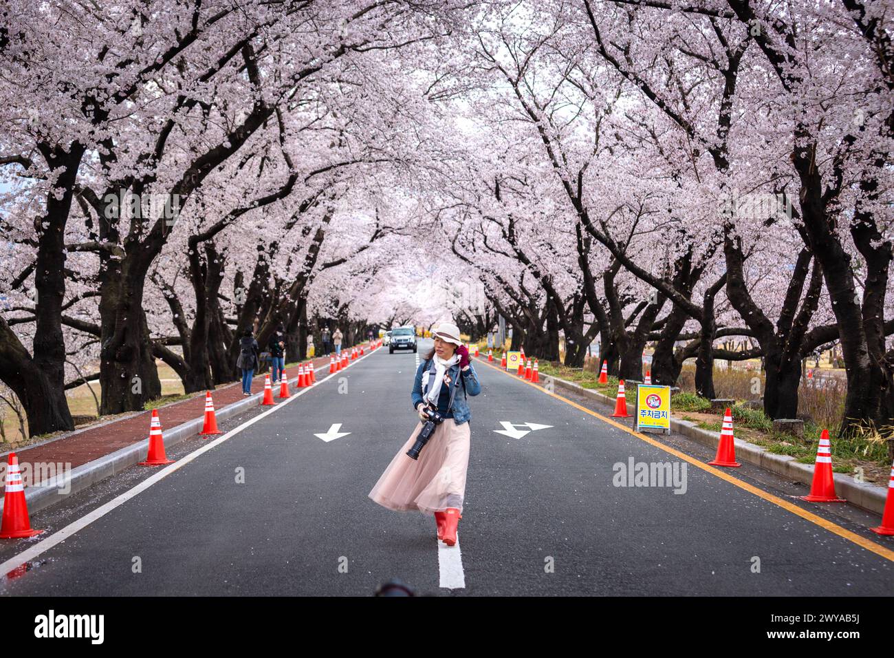 Beautiful cherry blossom tunnel and cherry trees on both sides of the ...