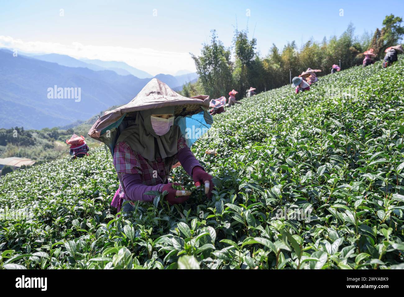 Migrant tea pickers harvesting leaves in a sprawling tea plantation ...
