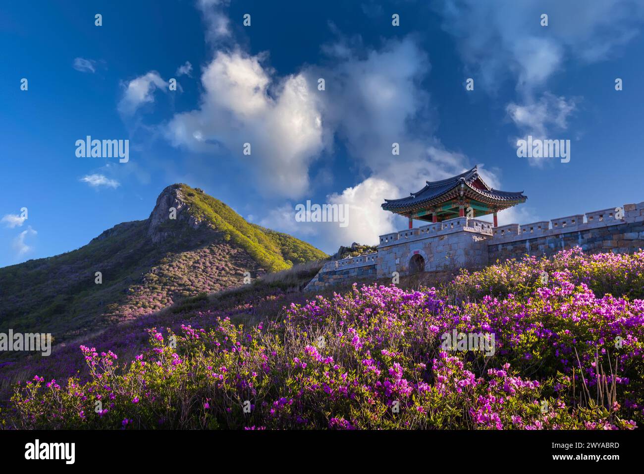 spring view of pink azalea flowers at Hwangmaesan Mountain with the ...