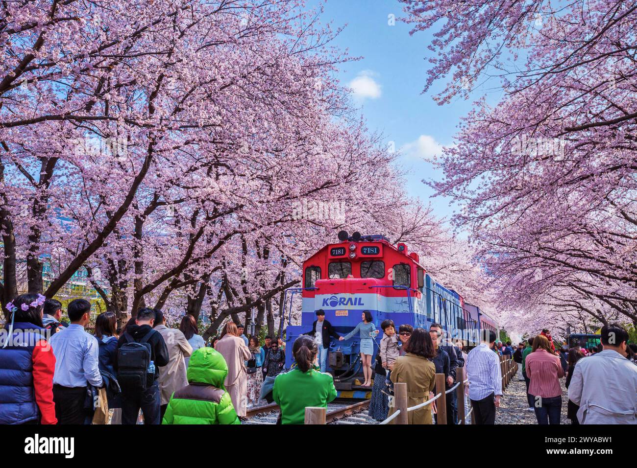 Cherry blossom and train in spring in Korea is the popular cherry ...