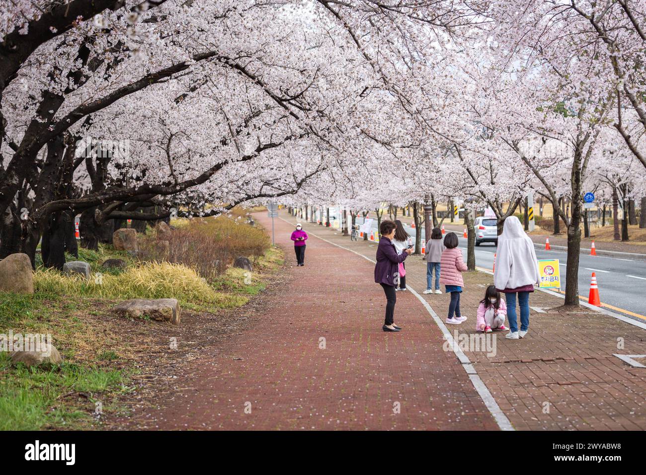 Beautiful cherry blossom tunnel and cherry trees on both sides of the ...