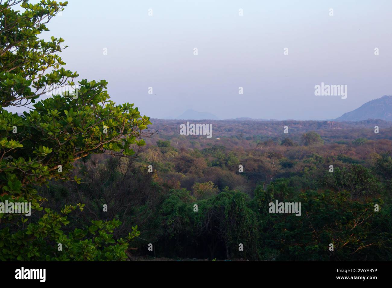 Forest area along the Sathanur Dam which forms the Sathanur reservoir ...