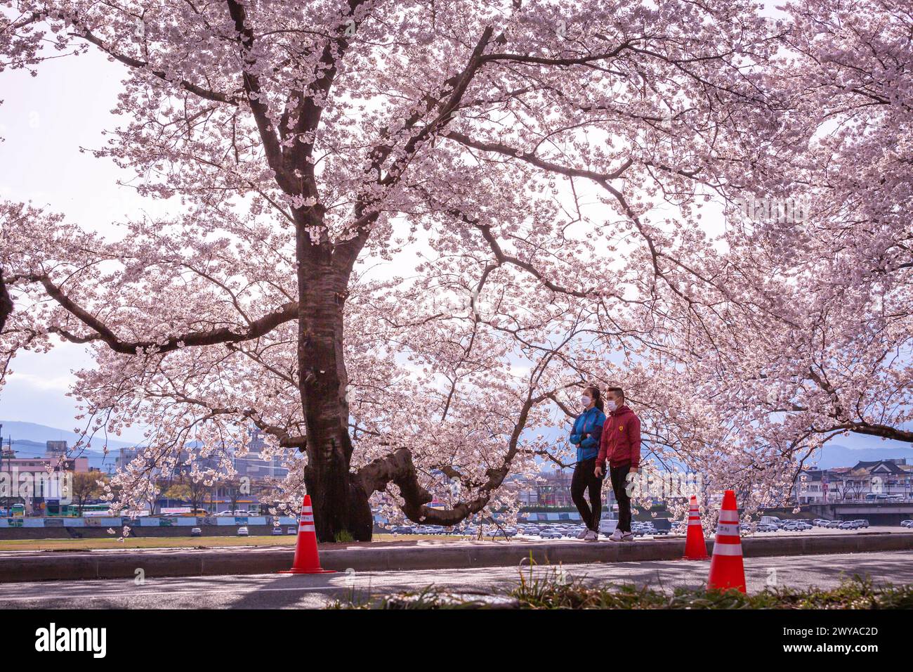 Beautiful cherry blossom tunnel and cherry trees on both sides of the ...