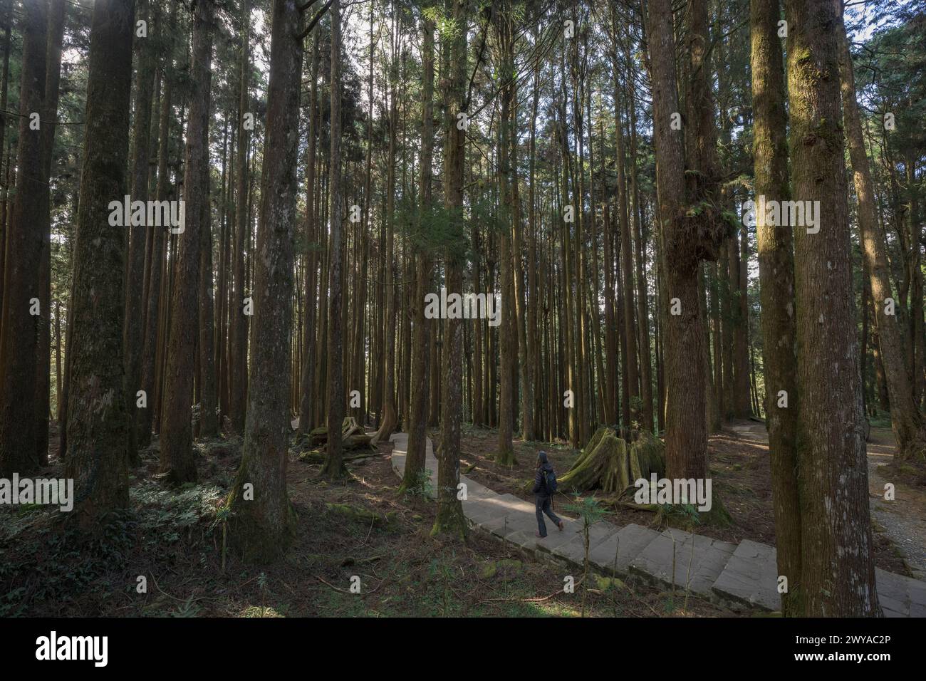 Forest trees dense walking hi-res stock photography and images - Alamy
