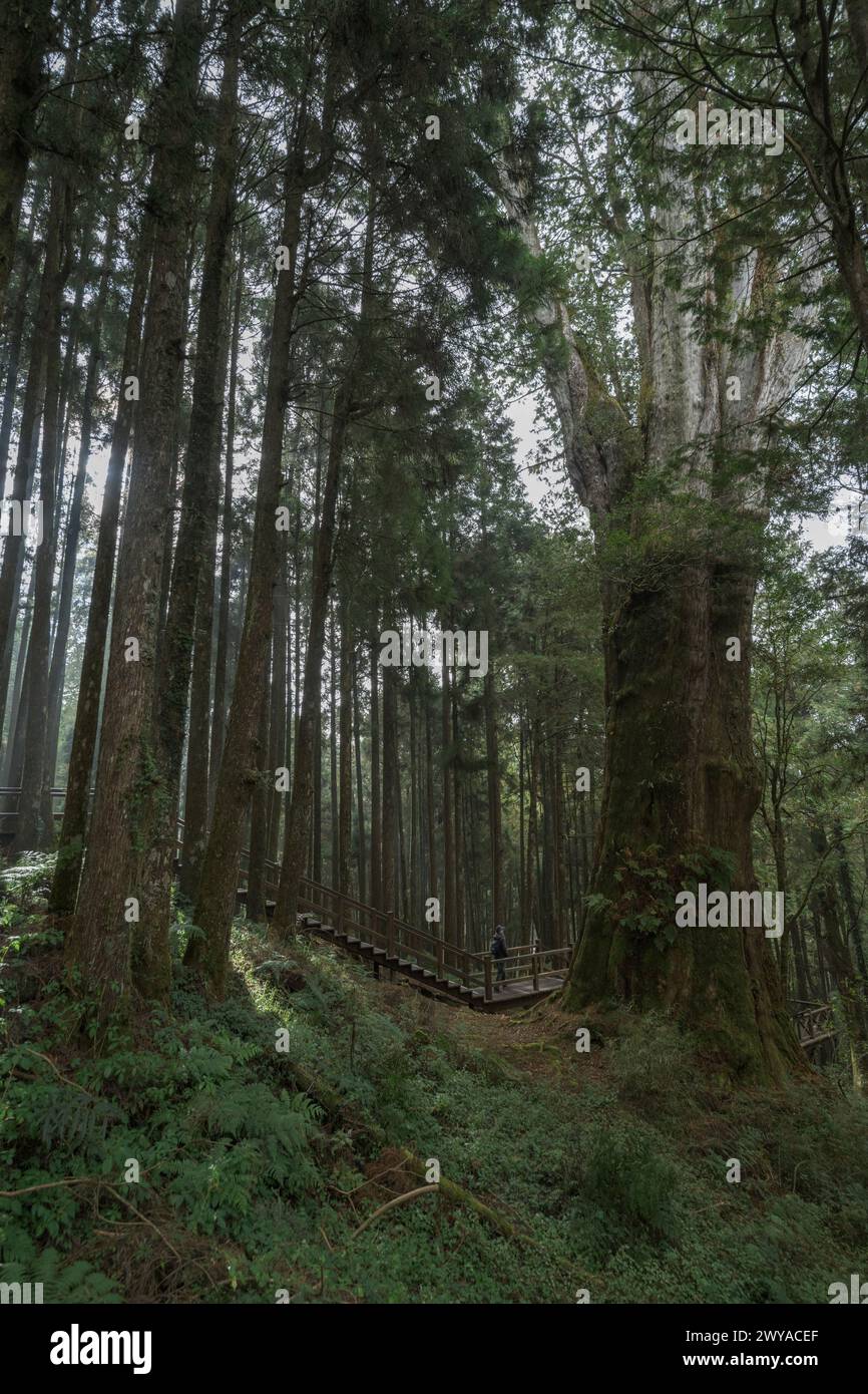 High pine trees in Alishan national park Stock Photo - Alamy