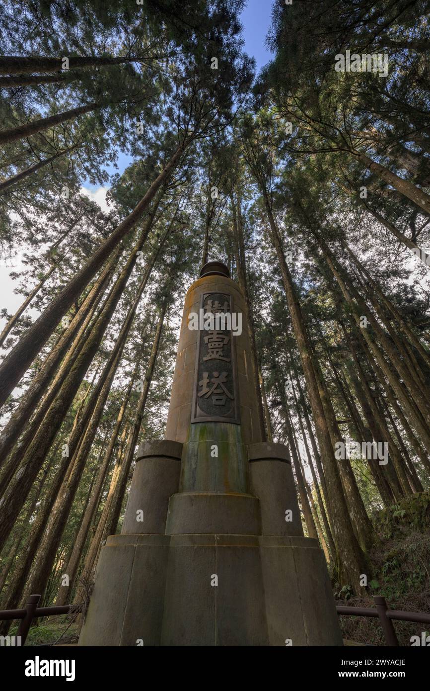High pine trees in Alishan national park Stock Photo - Alamy