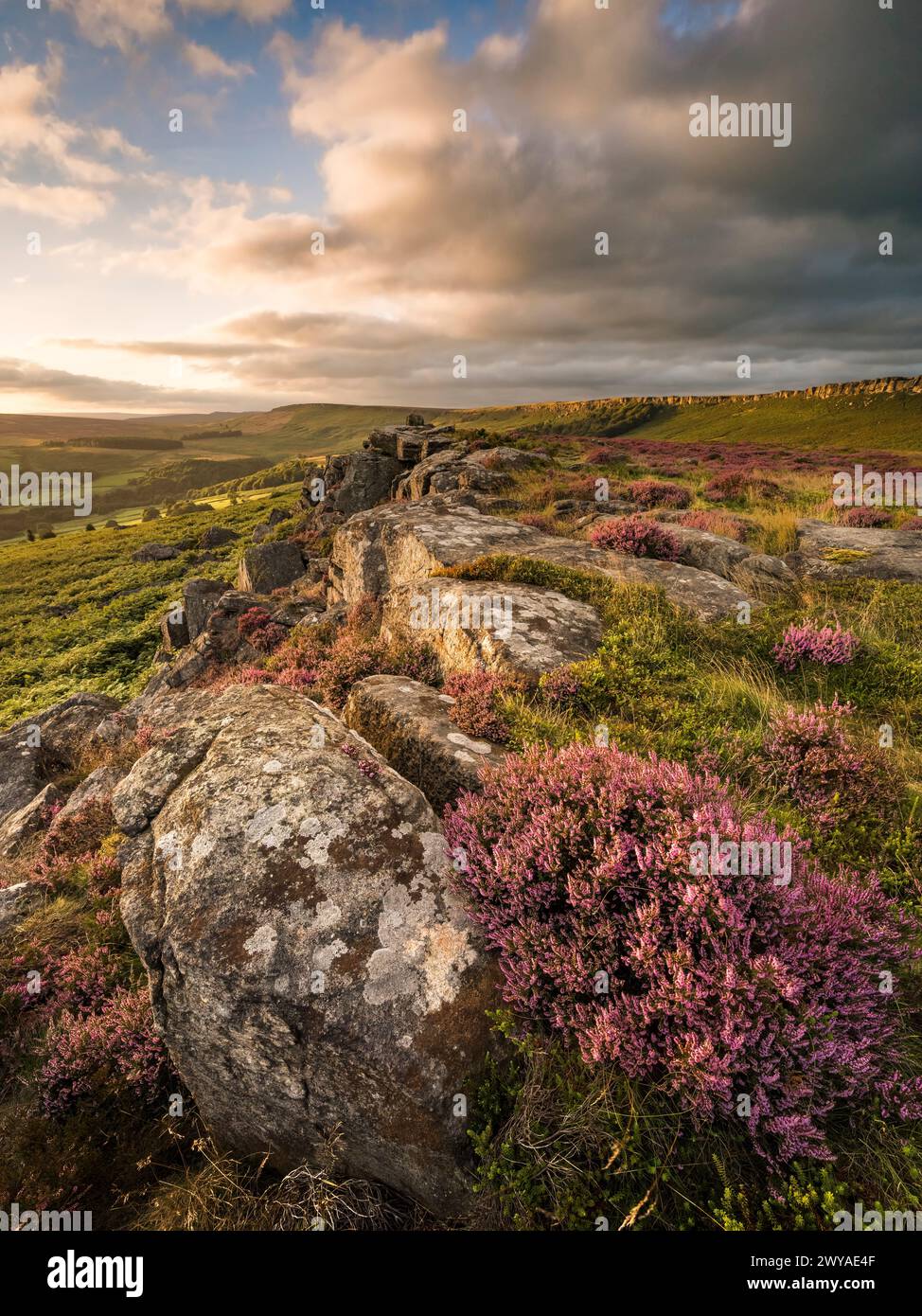 Flowering heather on Carhead Rocks as the sun sets on a Summer's ...