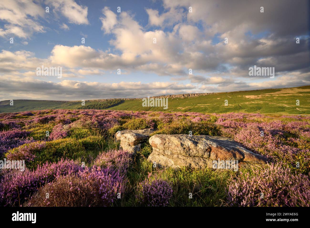 A view across the flowering heather from Carhead Rocks towards Stanage ...