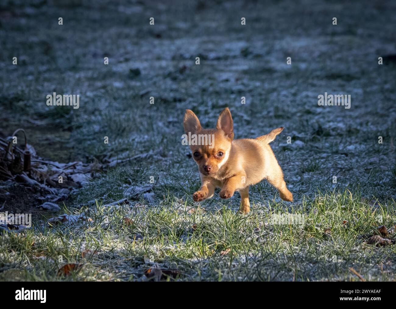 chihuahua cross puppy dog having fun Stock Photo - Alamy