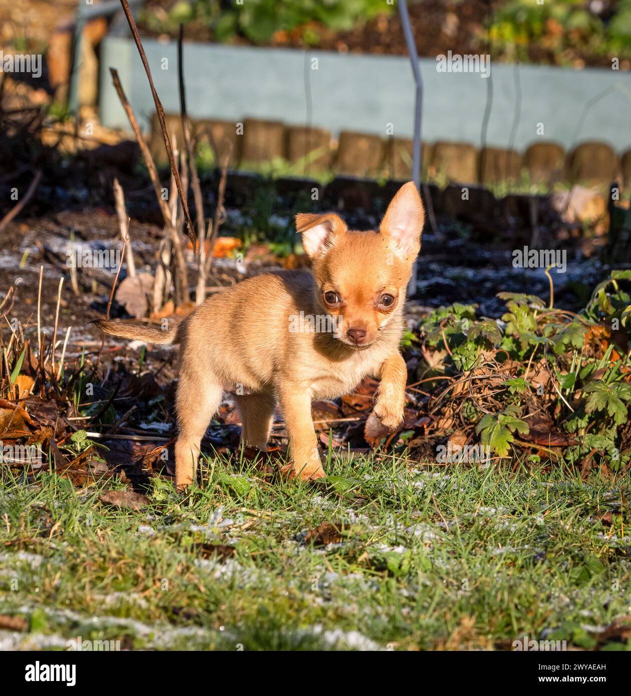 chihuahua cross puppy dog having fun Stock Photo - Alamy