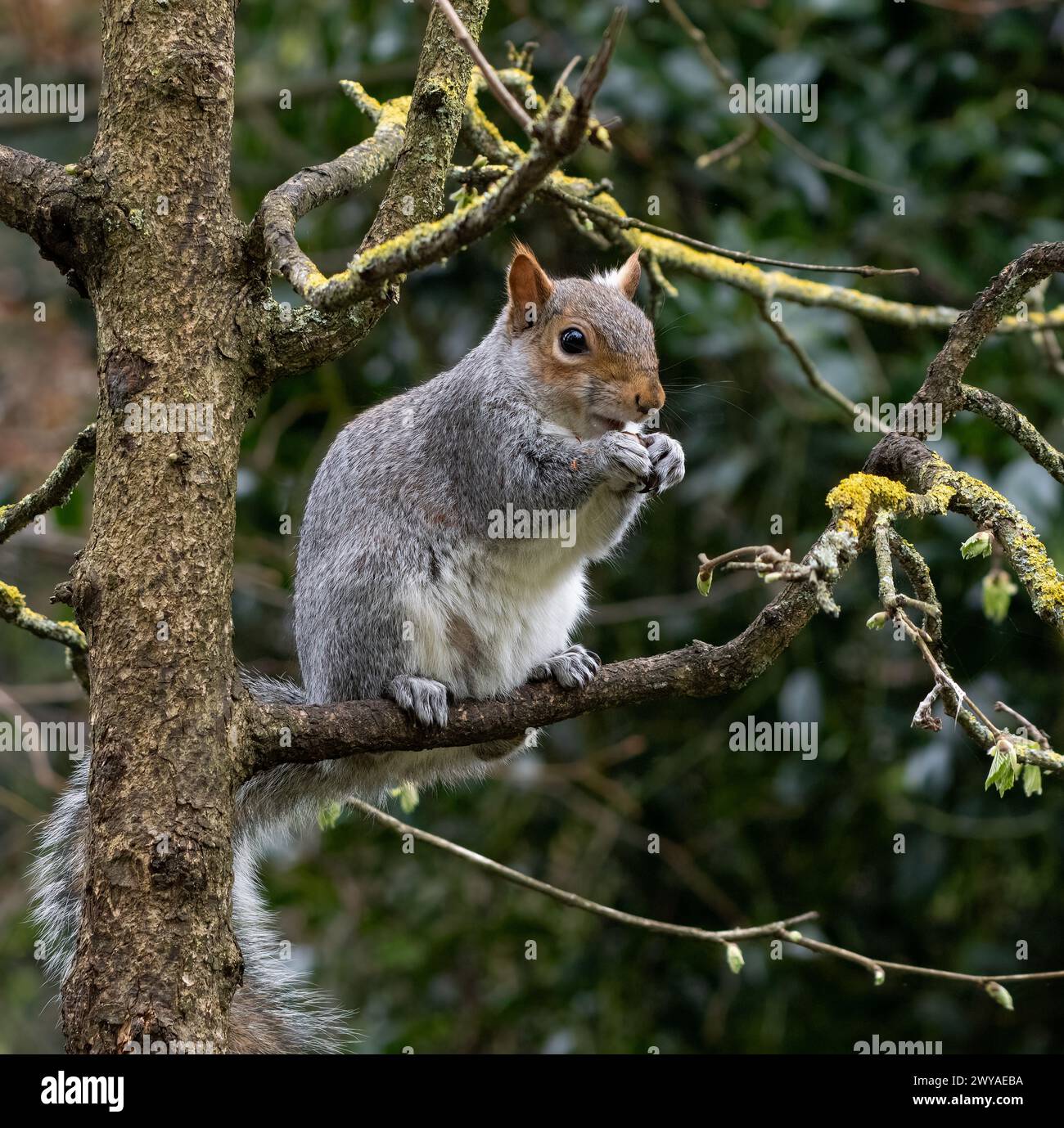Squirrel in tree eating Stock Photo - Alamy