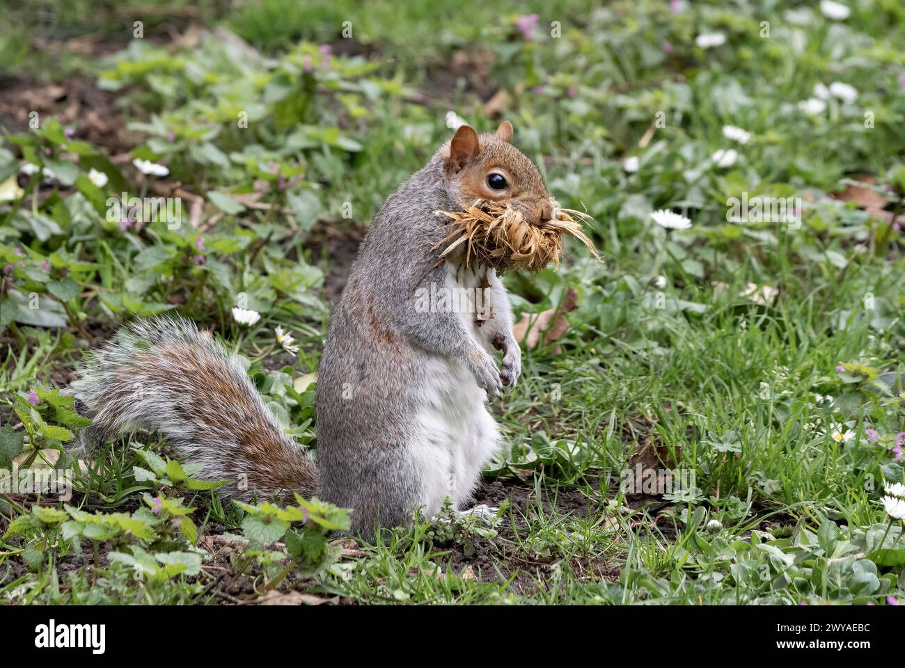 Squirrel with nest material in mouth Stock Photo - Alamy