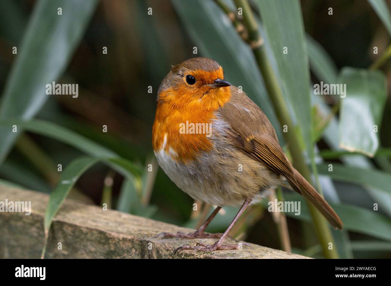 Robin family hi-res stock photography and images - Alamy