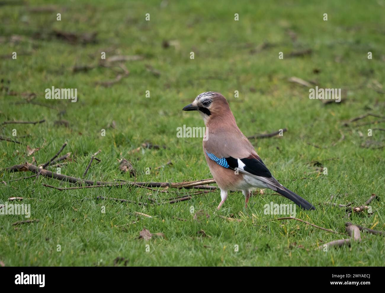 Jay bird grass hi-res stock photography and images - Alamy