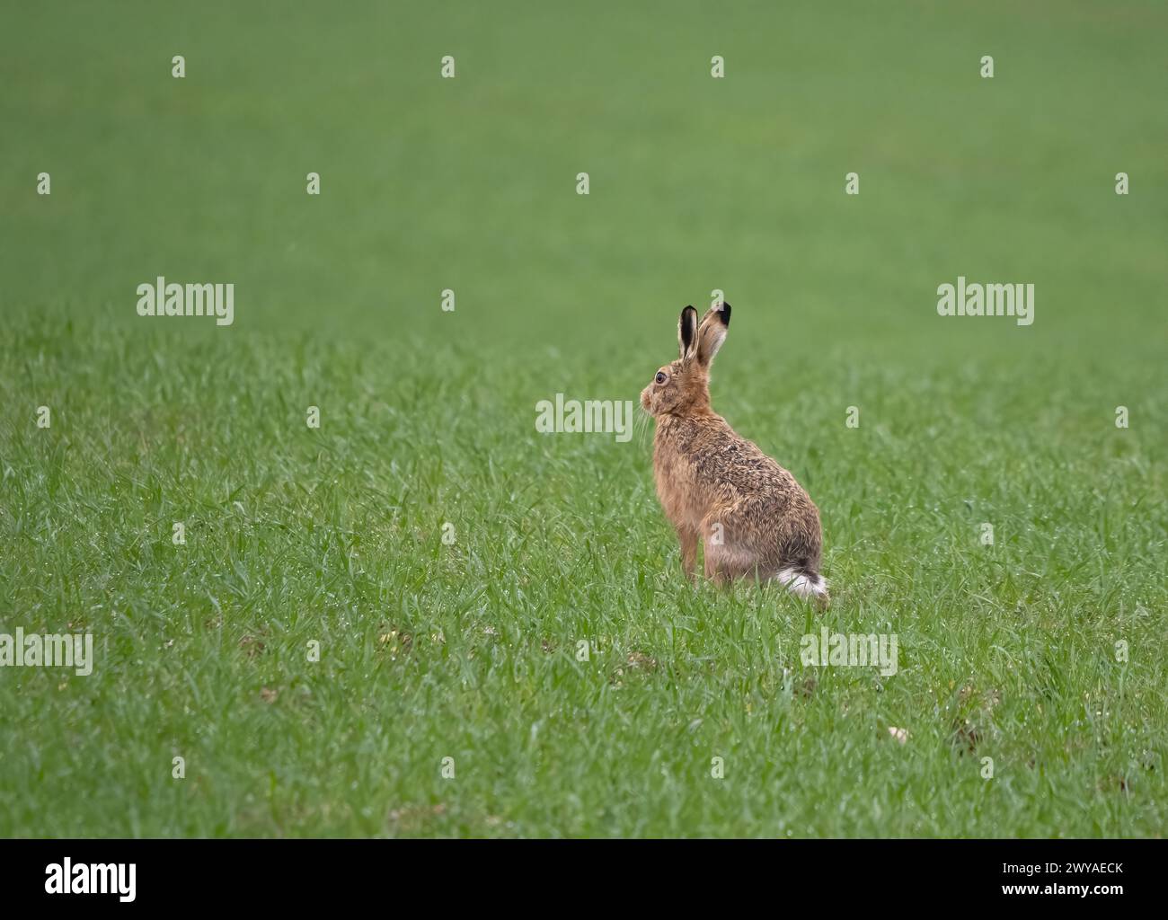Hare in field hi-res stock photography and images - Alamy