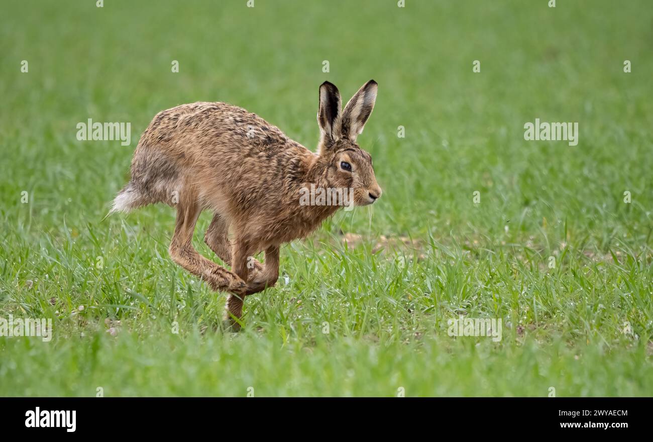 Hare in field hi-res stock photography and images - Alamy