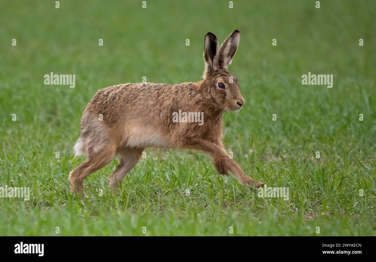 Beautiful hare hi-res stock photography and images - Alamy