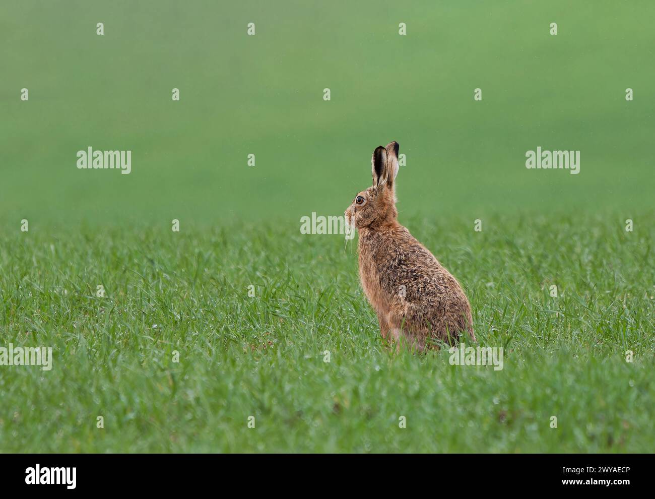 Hare in field hi-res stock photography and images - Alamy