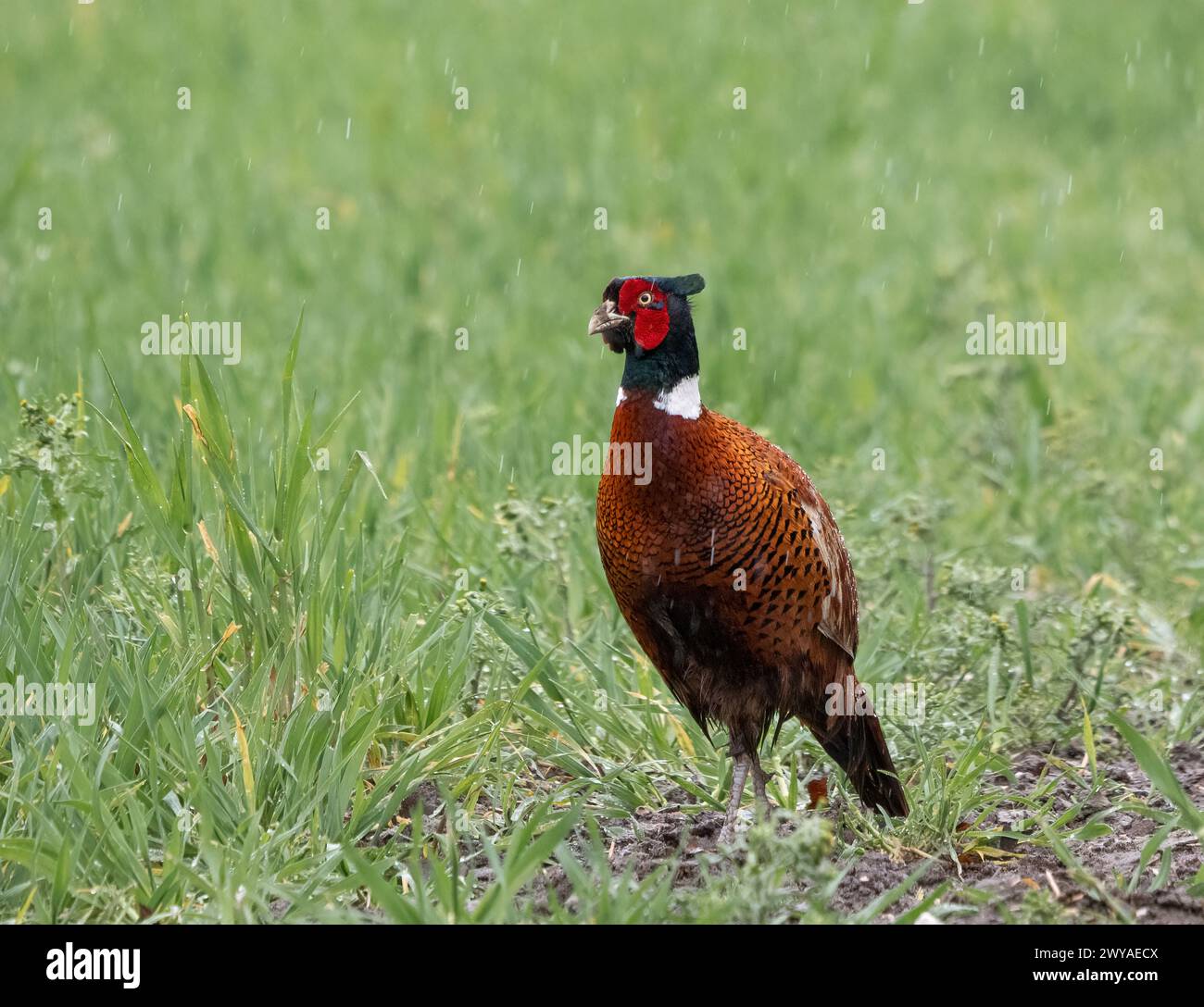 Male bird long tail hi-res stock photography and images - Alamy