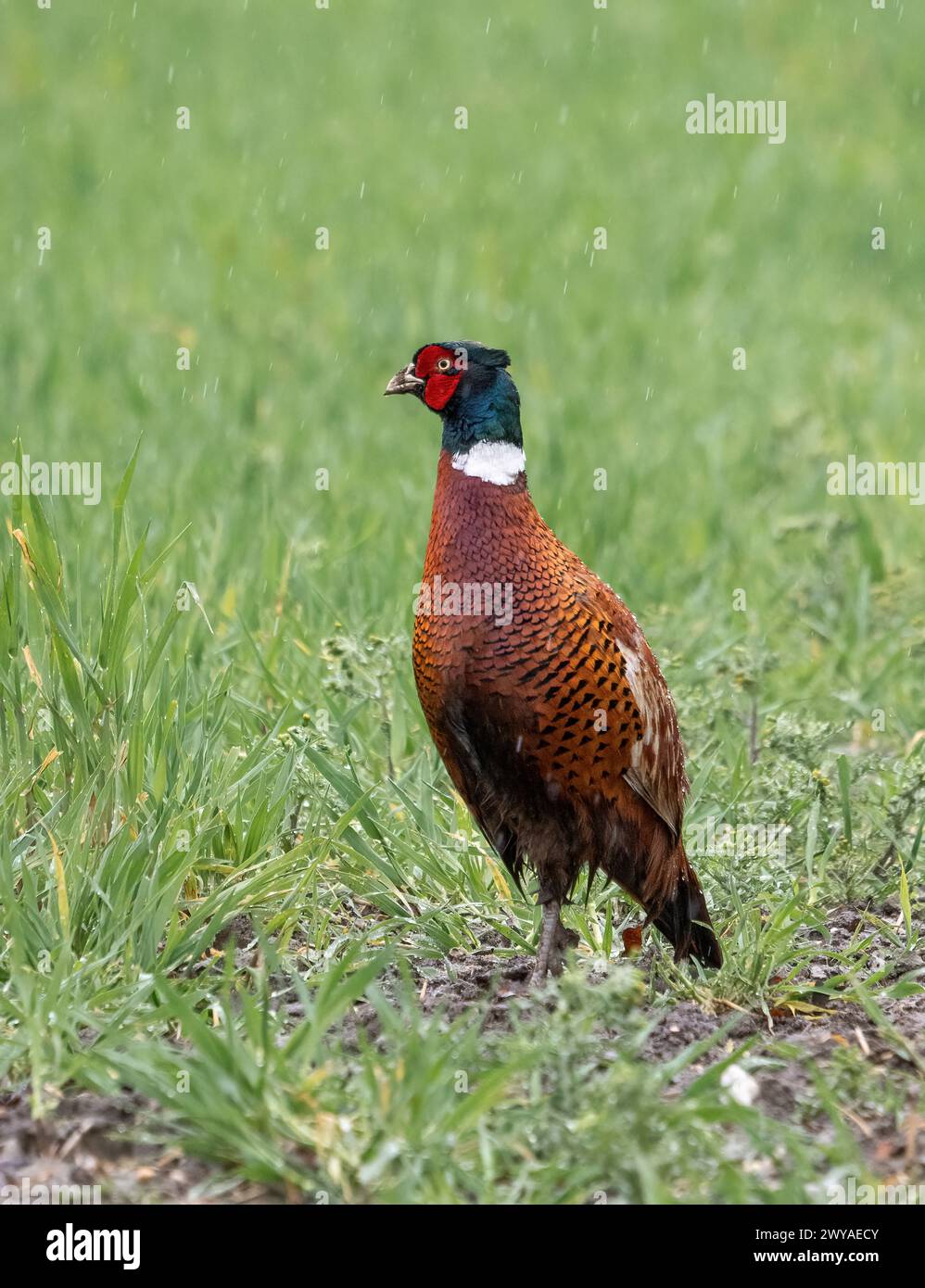 Beautiful male pheasant in hi-res stock photography and images - Alamy