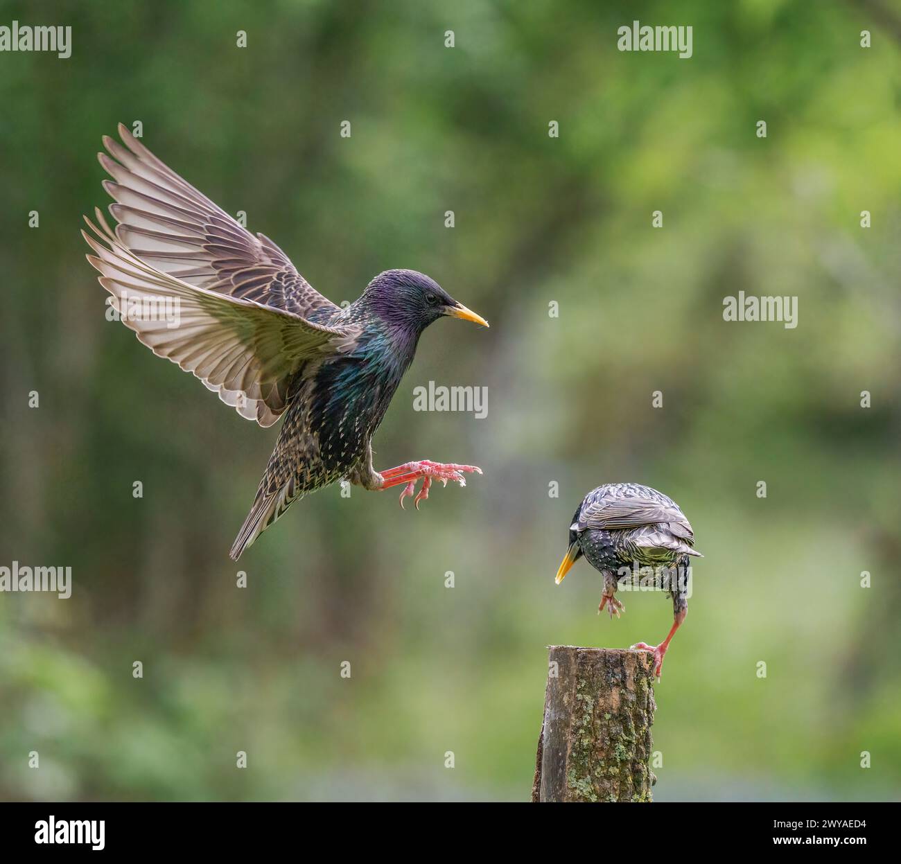 starling fighting on post Stock Photo - Alamy