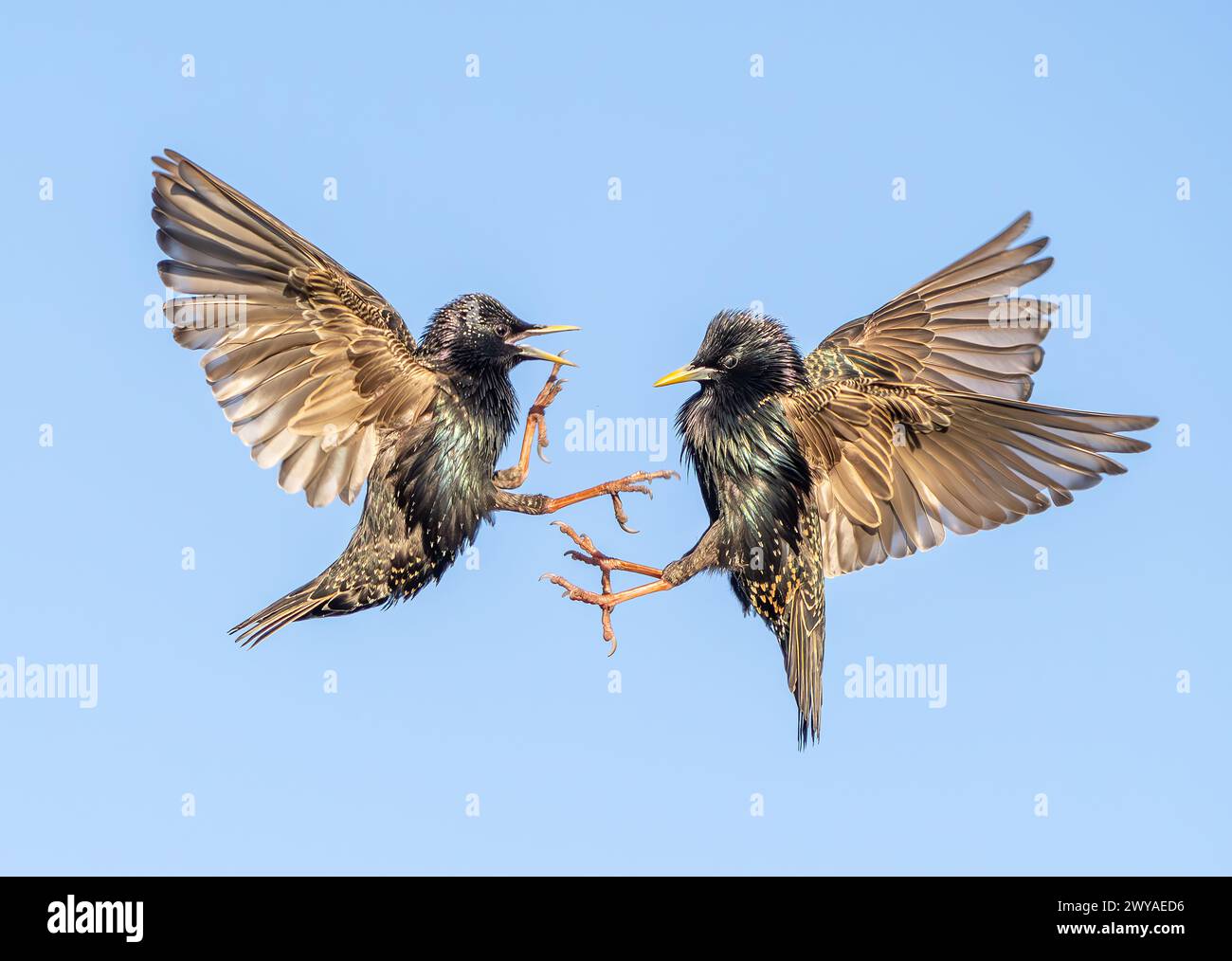 Starling in air hi-res stock photography and images - Alamy