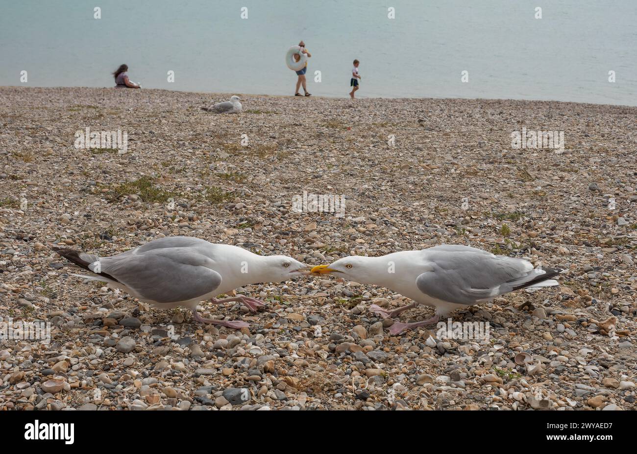 Two birds fighting on shingle hi-res stock photography and images - Alamy