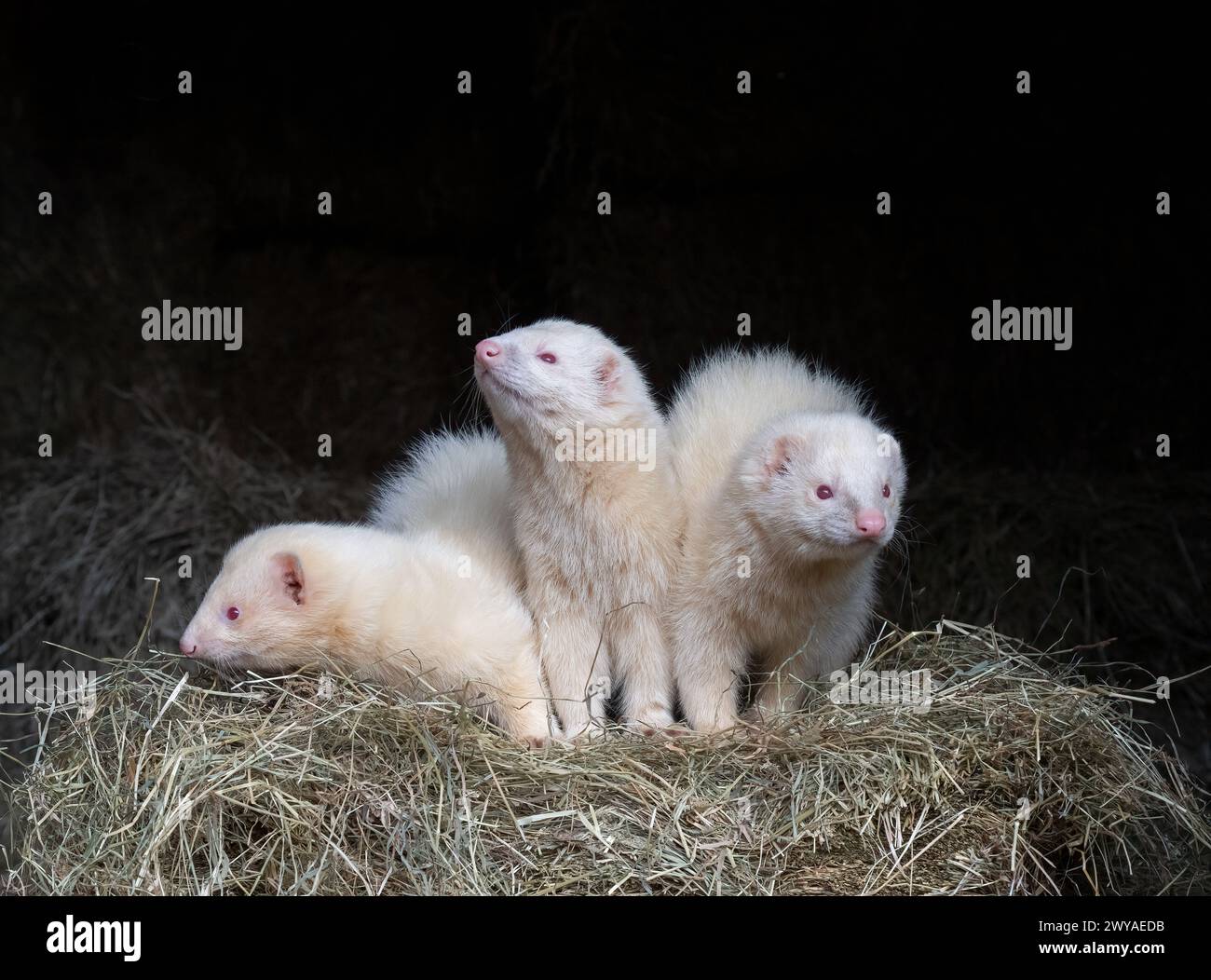 Ferrets on straw hi-res stock photography and images - Alamy