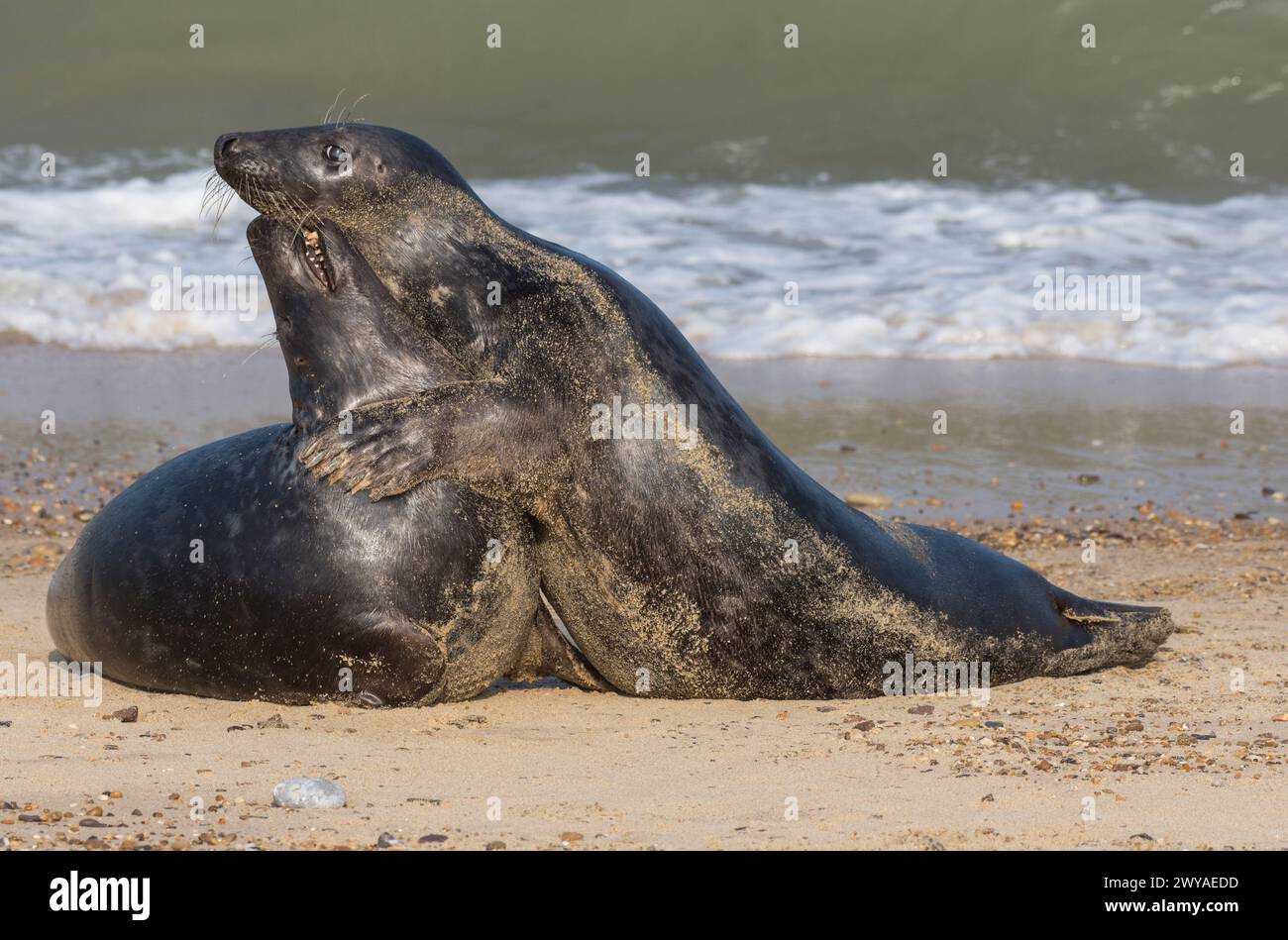 Beautiful seals hi-res stock photography and images - Alamy