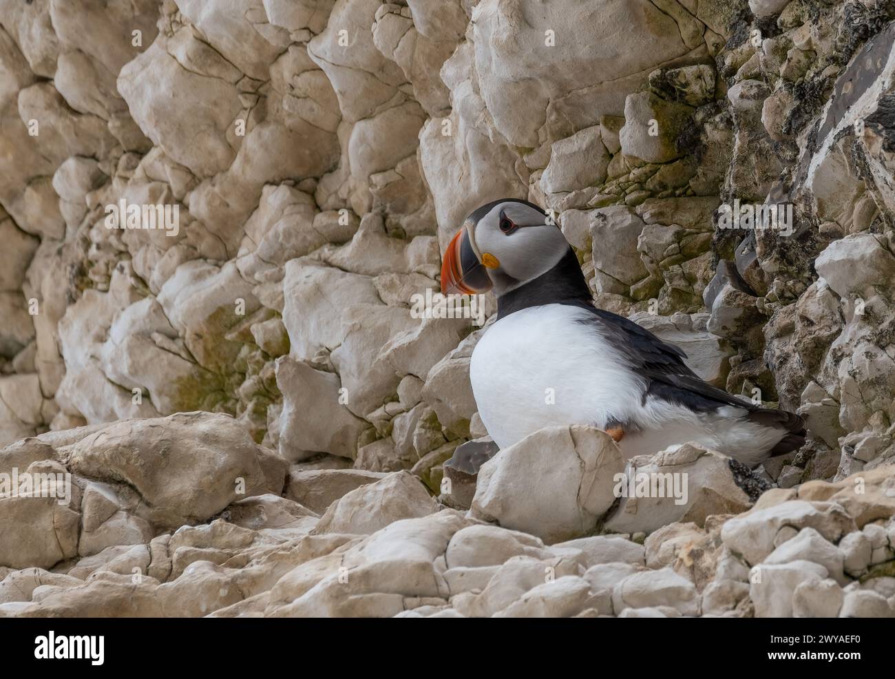 Puffin nesting on rock Stock Photo - Alamy