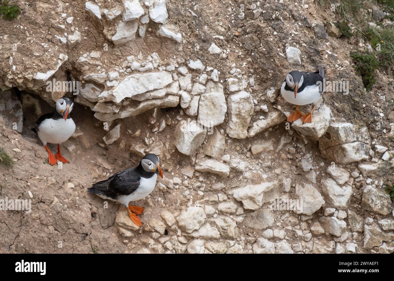 Puffins on sea hi-res stock photography and images - Alamy