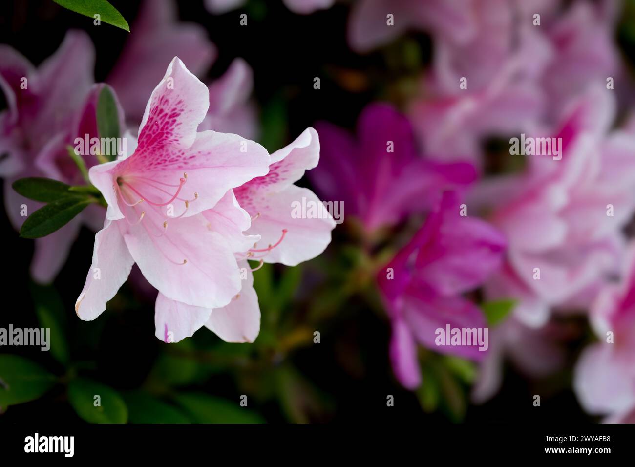 Vibrant cluster of rhododendron flowers hi-res stock photography and images - Alamy