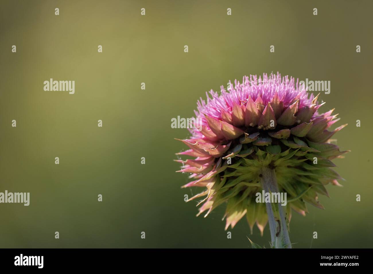 Rear view of a pink thistle facing the sun with dreamy negative space ...