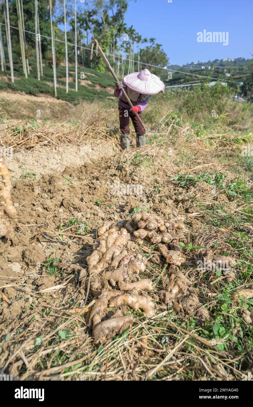 A farmer in a hat digs up soil with a hoe to harvest ginger roots in a ...